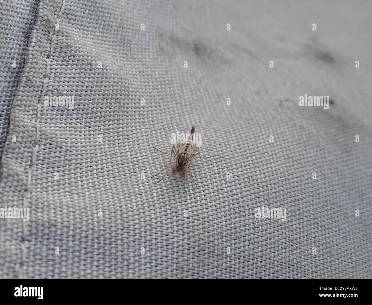 Non-biting Midges (Chironomidae Stock Photo - Alamy