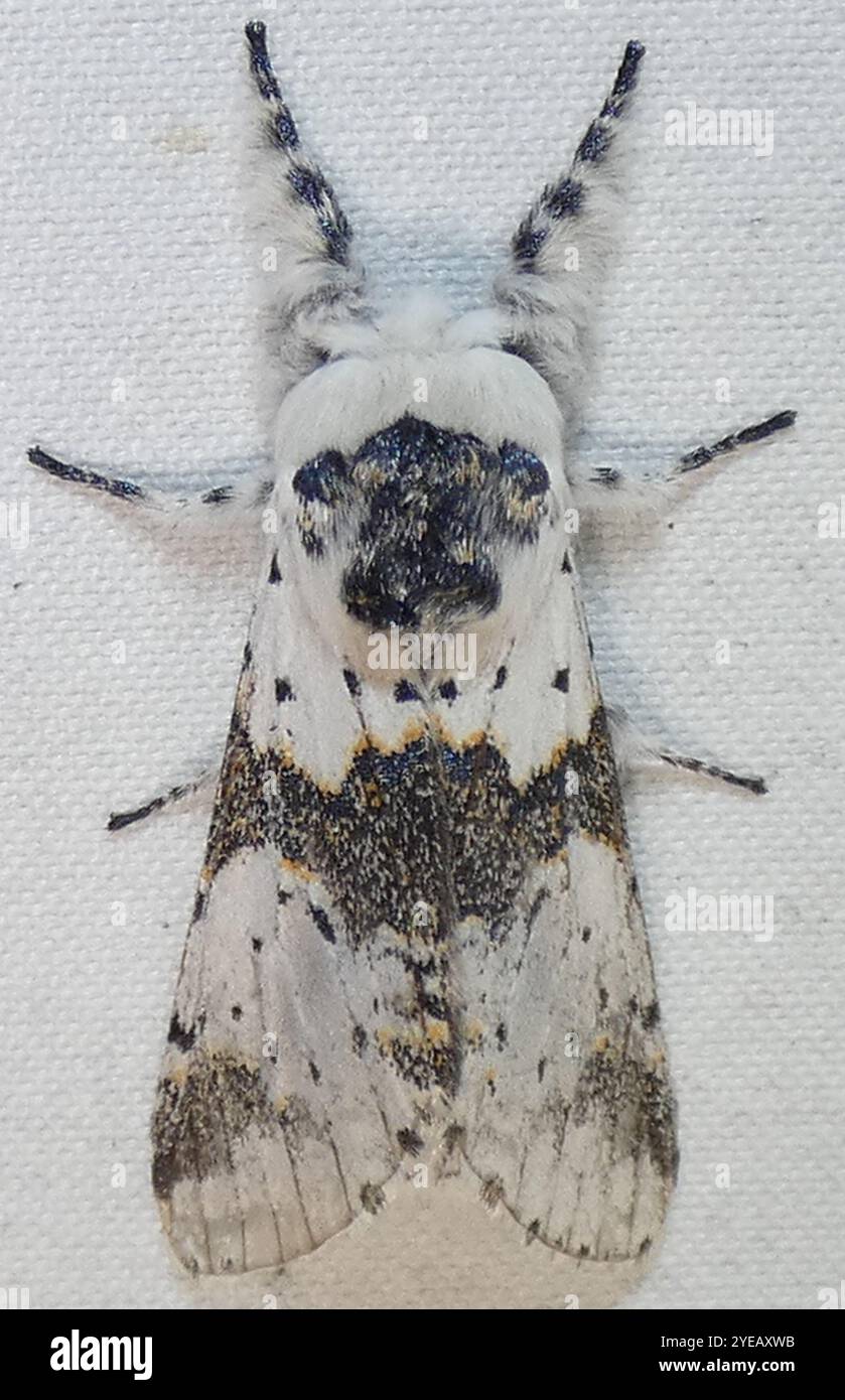 White Furcula Moth (Furcula borealis Stock Photo - Alamy