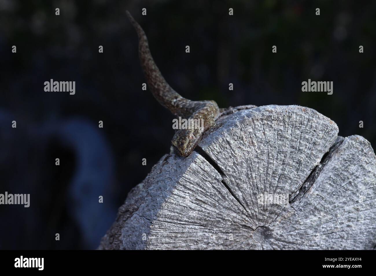 Marbled Leaf-toed Gecko (Afrogecko porphyreus Stock Photo - Alamy