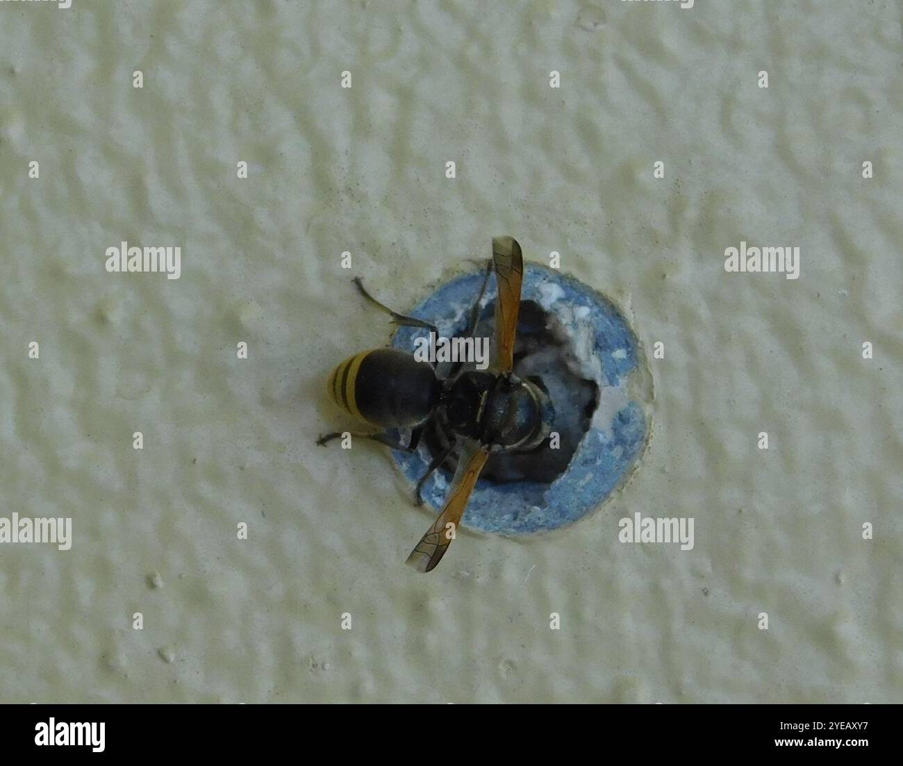 Keyhole wasp hi-res stock photography and images - Alamy