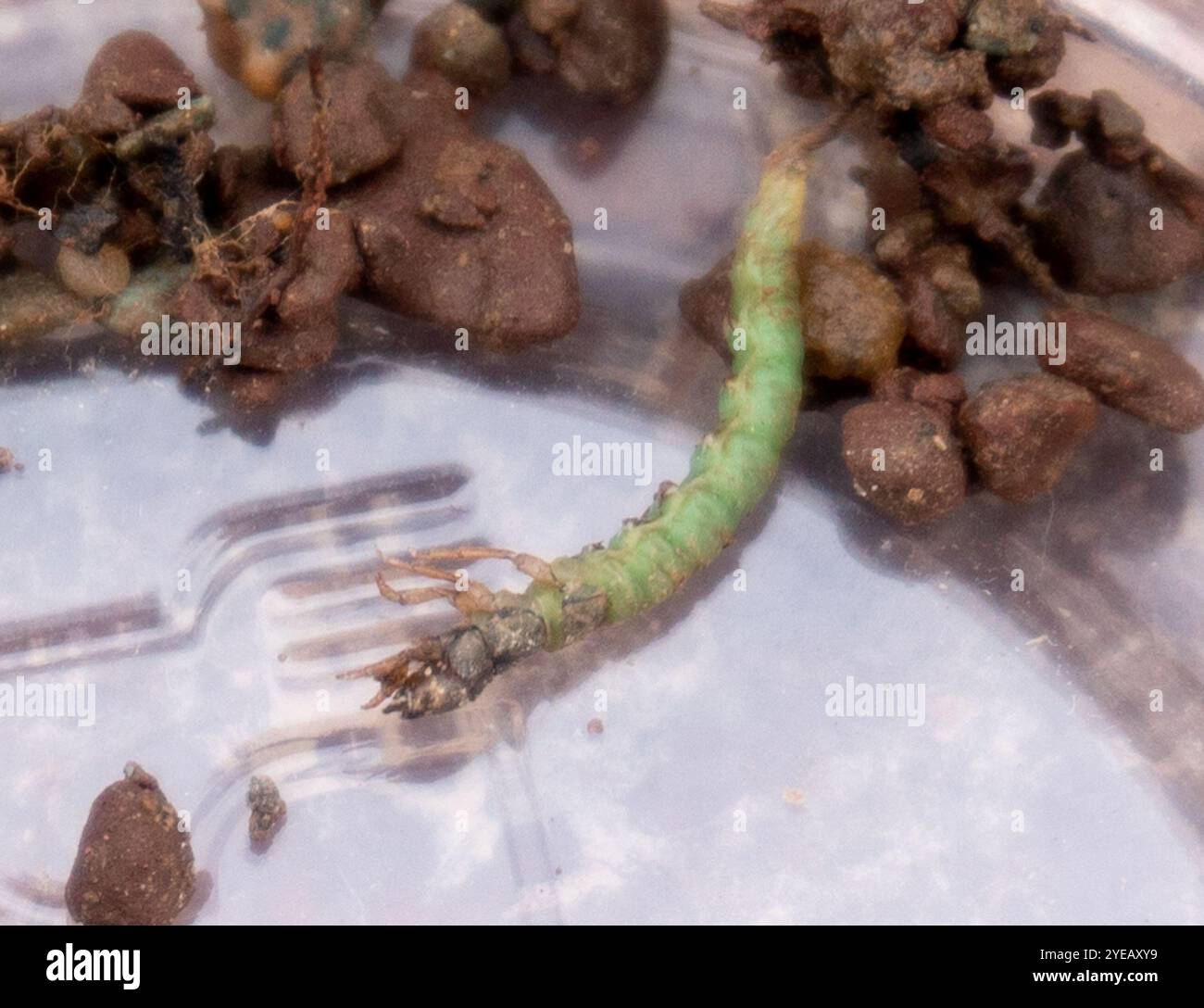 Net-spinning Caddisflies (Hydropsychidae Stock Photo - Alamy