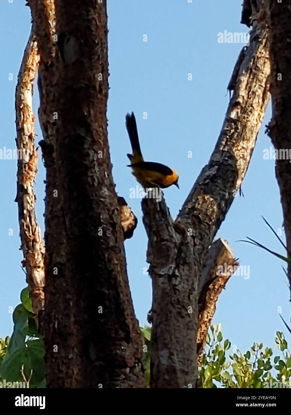 Yellow-backed Oriole (Icterus chrysater Stock Photo - Alamy