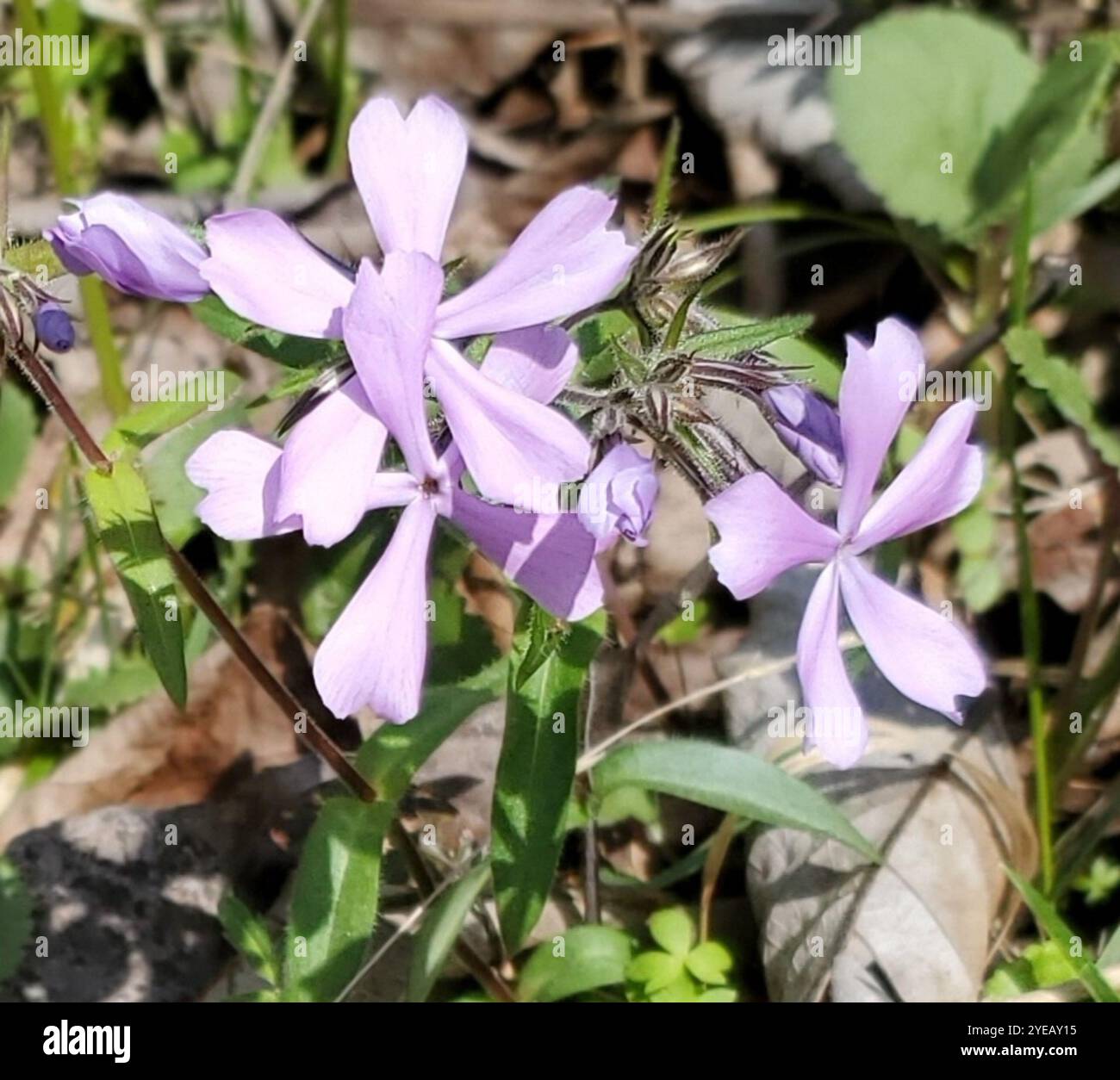 blue phlox (Phlox divaricata Stock Photo - Alamy