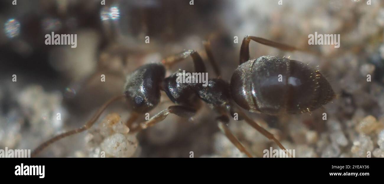 Fuzzy ant hi-res stock photography and images - Alamy