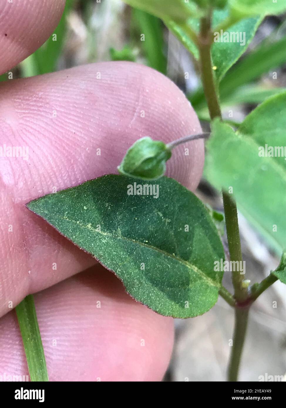 White Four o'Clock (Mirabilis albida Stock Photo - Alamy