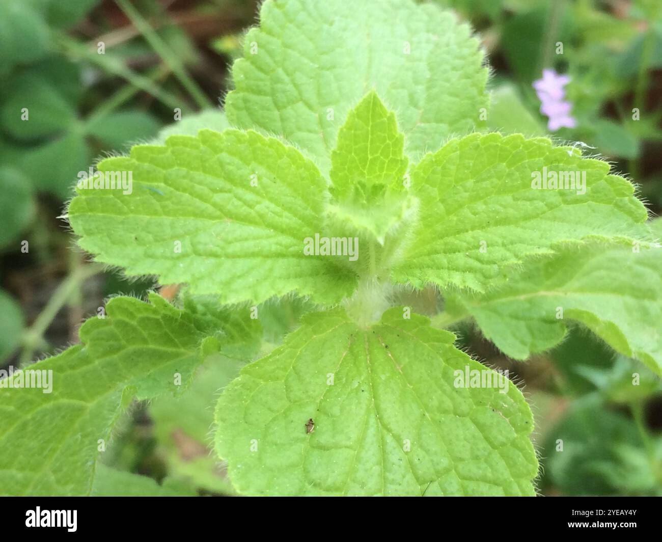 mint family (Lamiaceae Stock Photo - Alamy