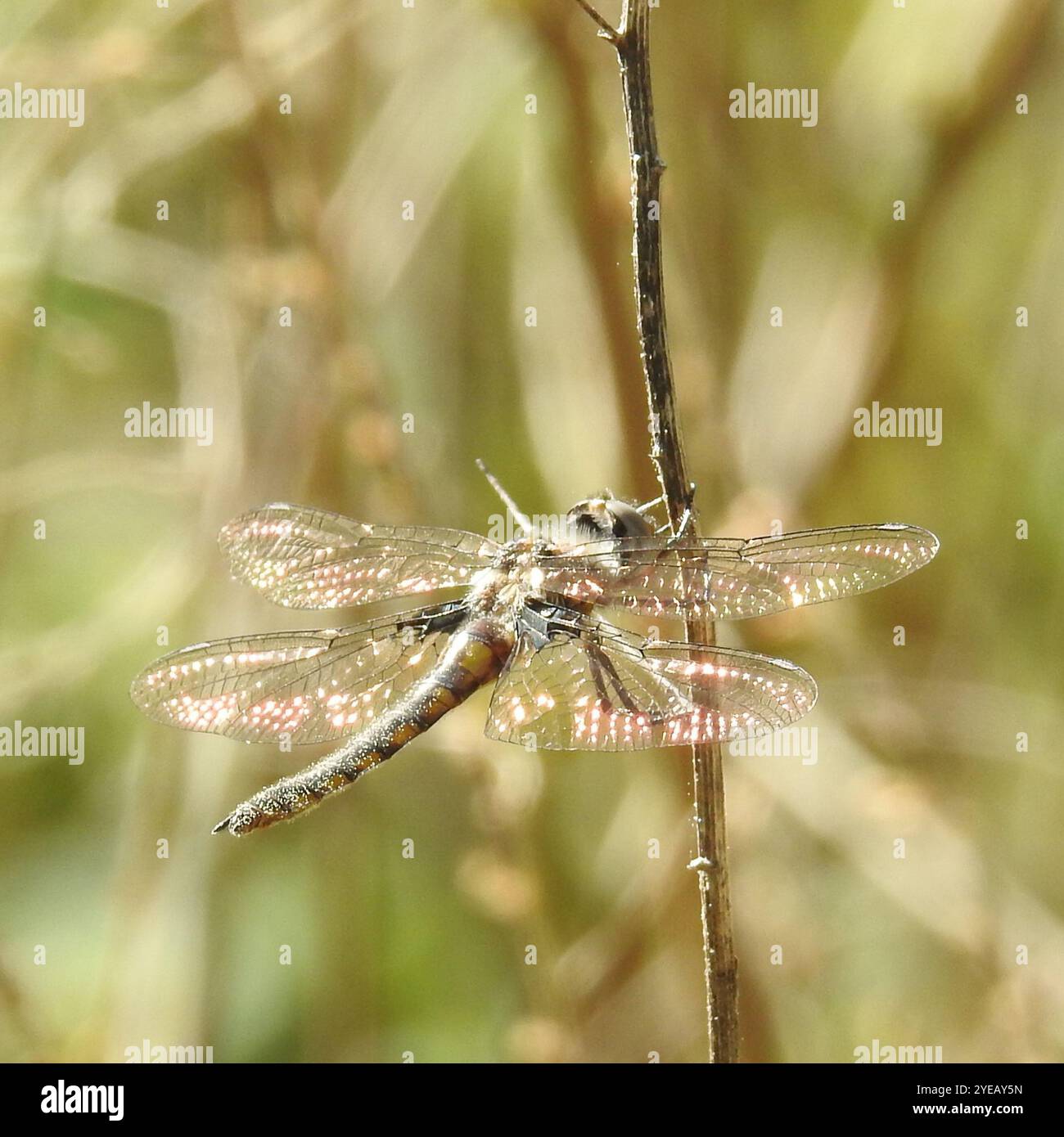 Cynosura hi-res stock photography and images - Alamy
