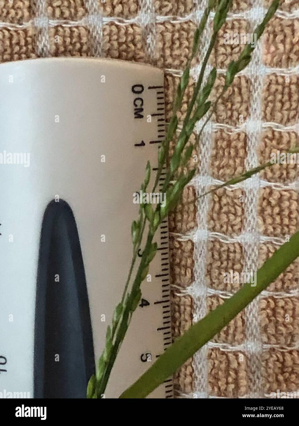 Ehrharta erecta hi-res stock photography and images - Alamy