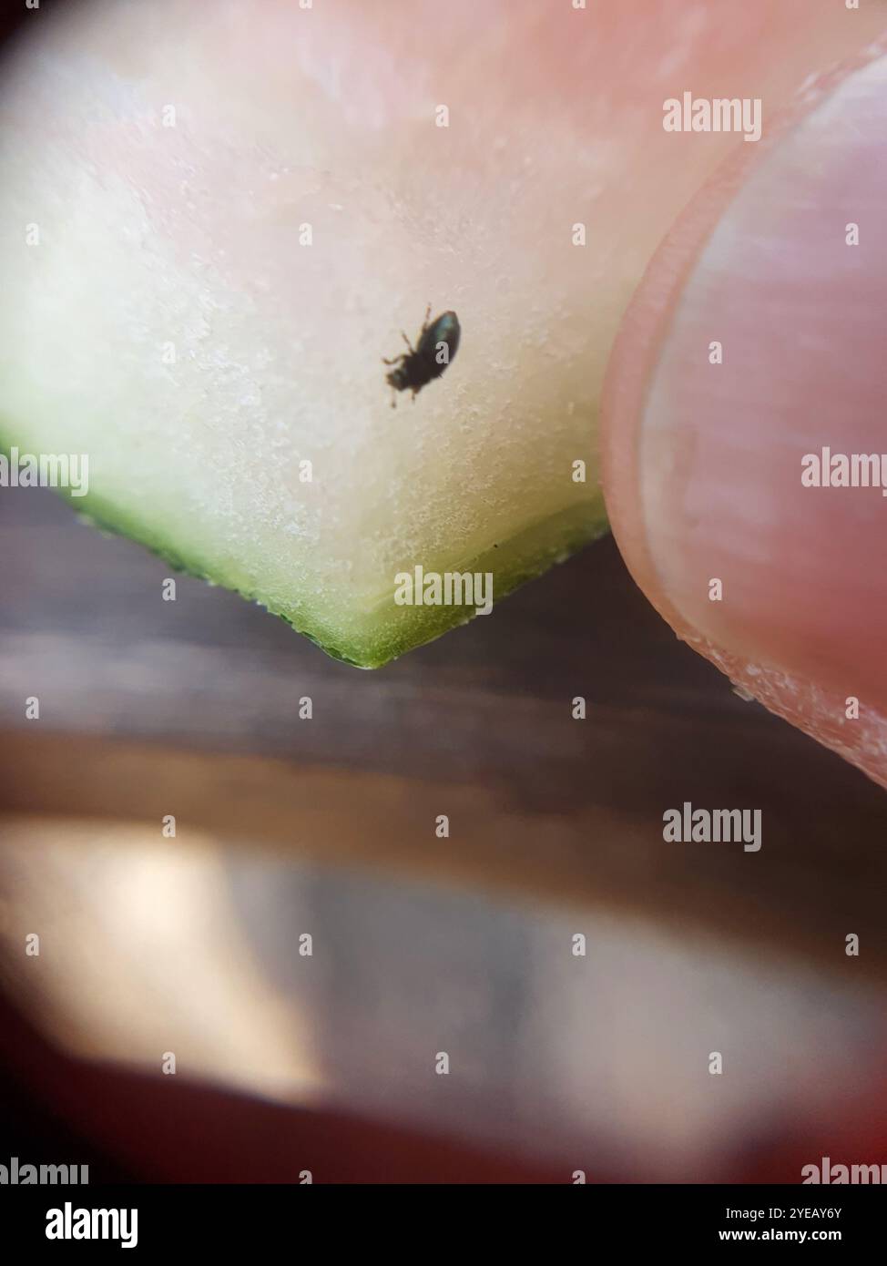 Common Pollen Beetle (Brassicogethes aeneus Stock Photo - Alamy
