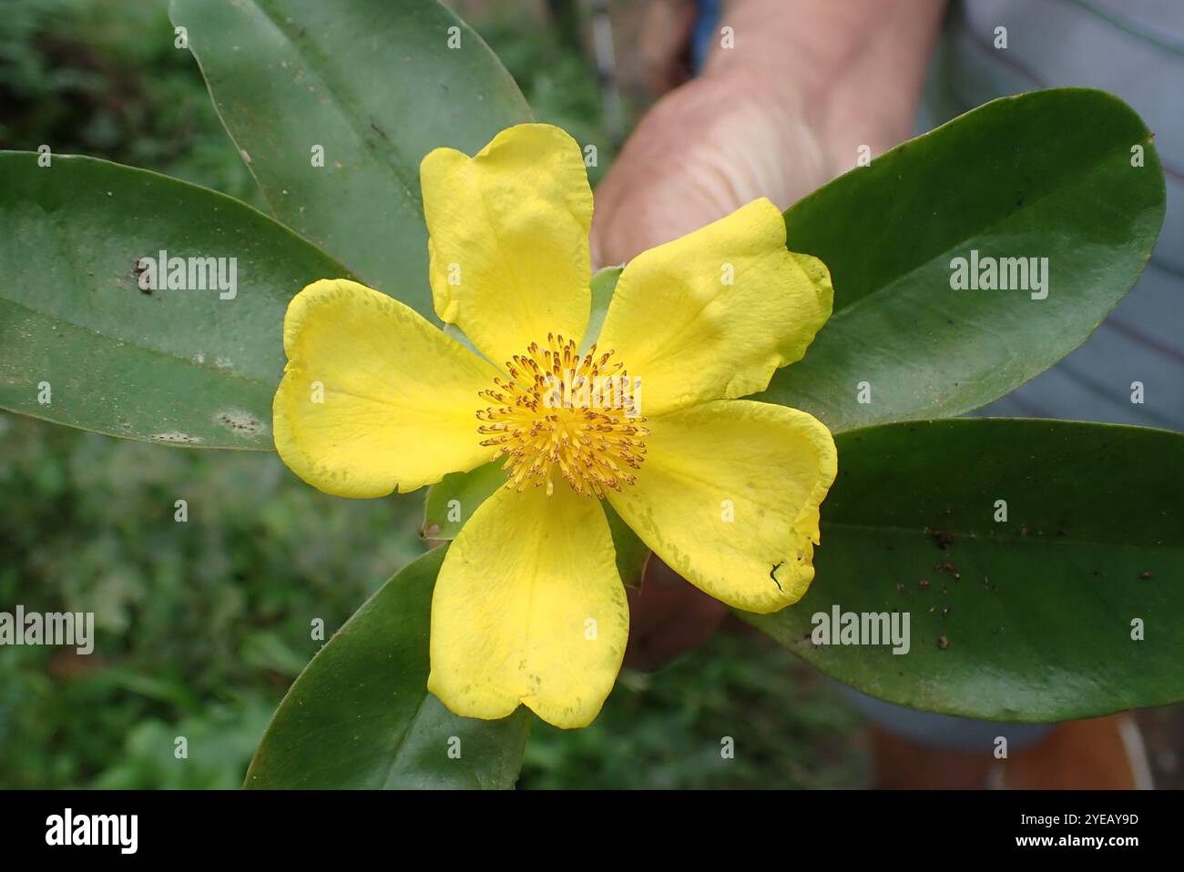 Climbing Guinea flower (Hibbertia scandens Stock Photo - Alamy