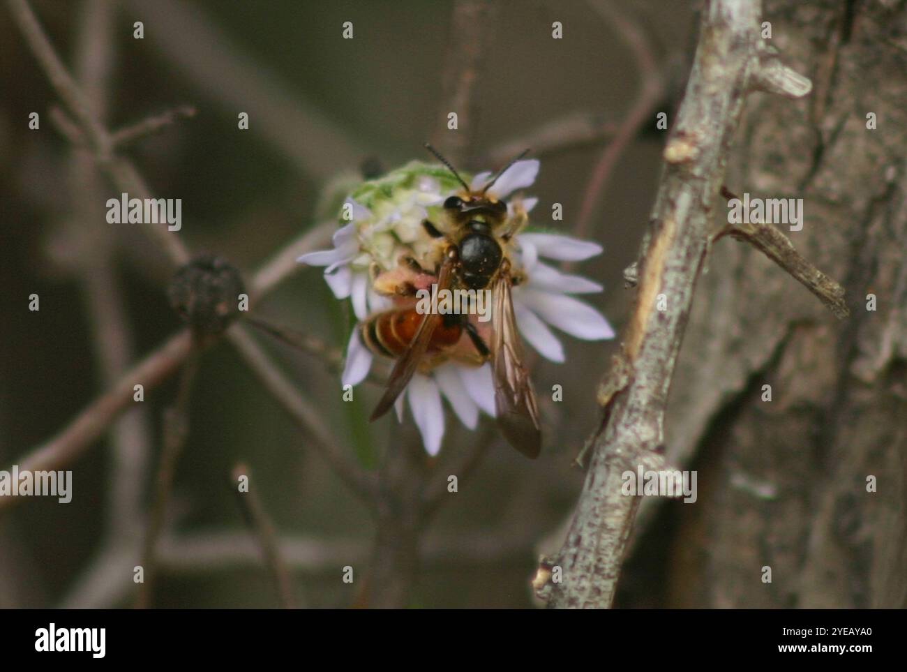 Large mining bee hi-res stock photography and images - Alamy