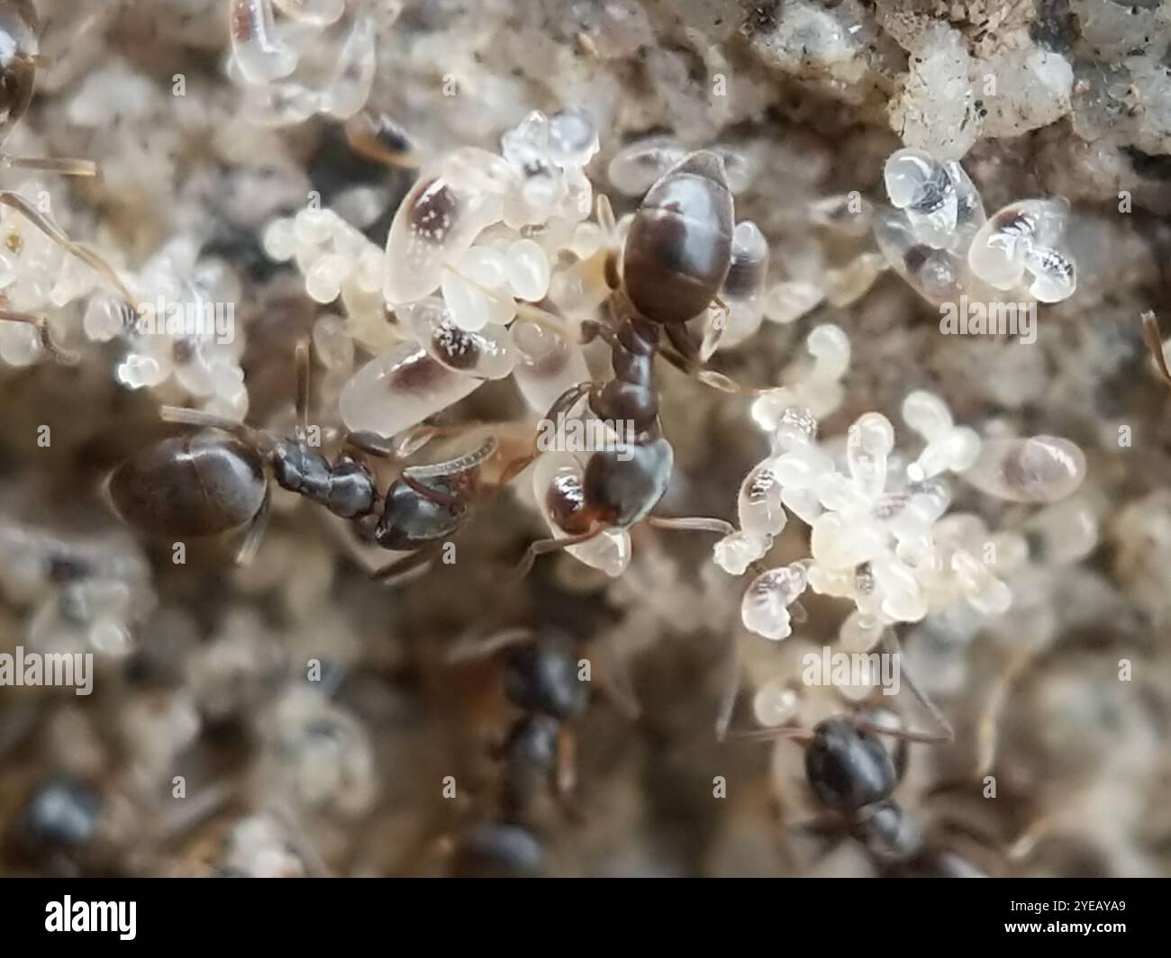 Odorous House Ant (Tapinoma sessile Stock Photo - Alamy