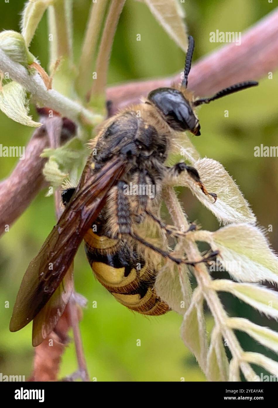 Hairy footed wasp hi-res stock photography and images - Alamy