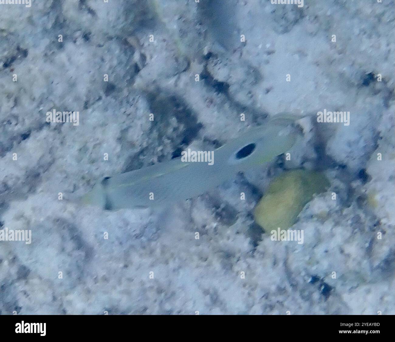 Four-eyed Butterflyfish (Chaetodon capistratus Stock Photo - Alamy