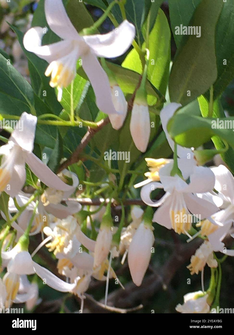 American Snowbell (Styrax americanus Stock Photo - Alamy