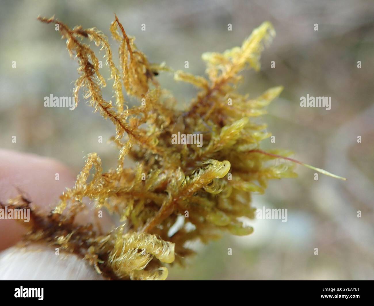 Sickle-leaved Hook-moss (Sanionia uncinata Stock Photo - Alamy