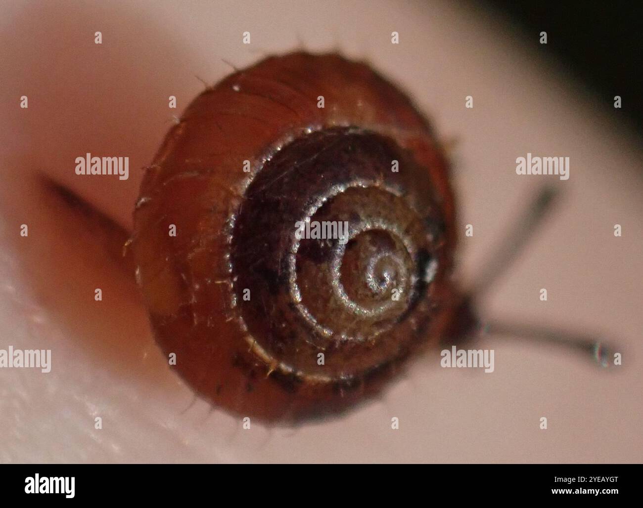 Magilaoma penolensis hi-res stock photography and images - Alamy