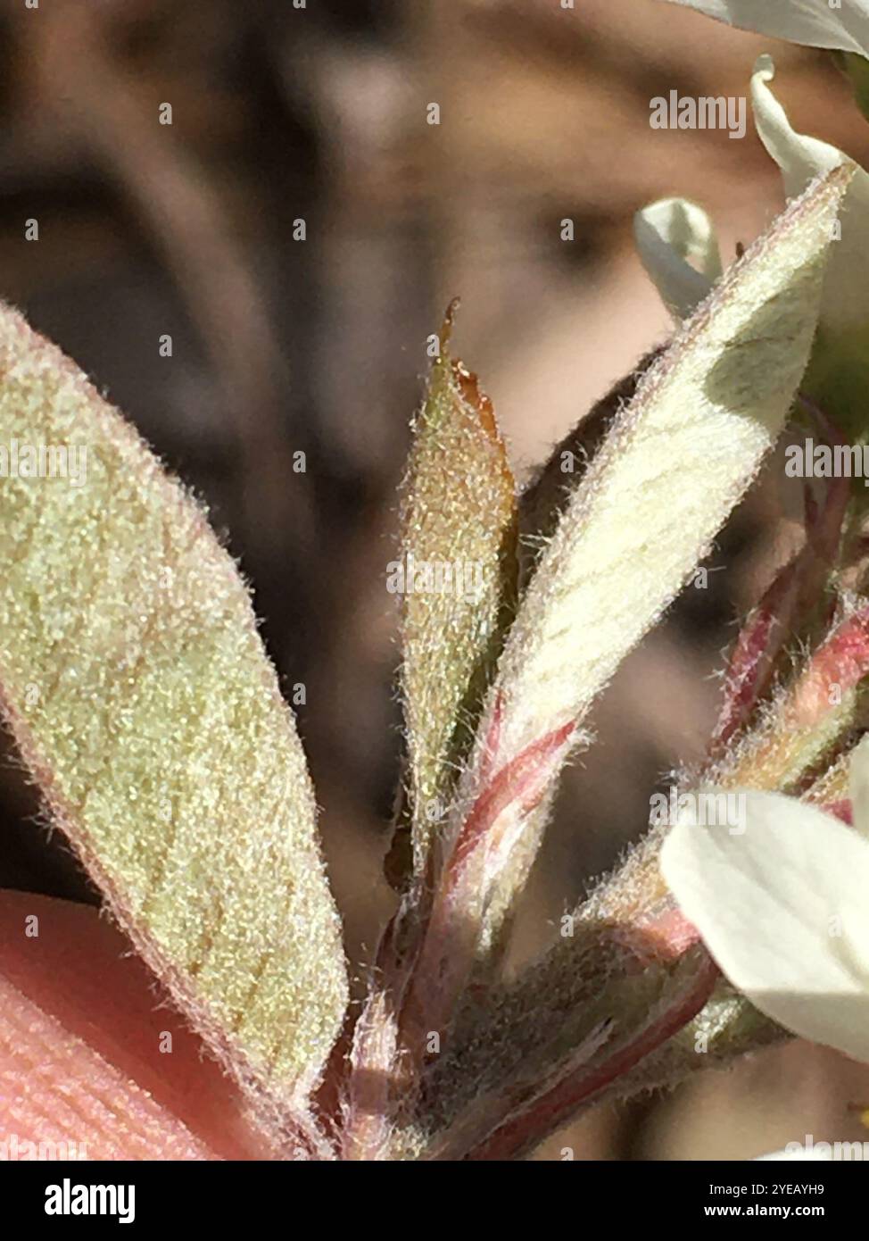 Running Serviceberry (Amelanchier stolonifera Stock Photo - Alamy