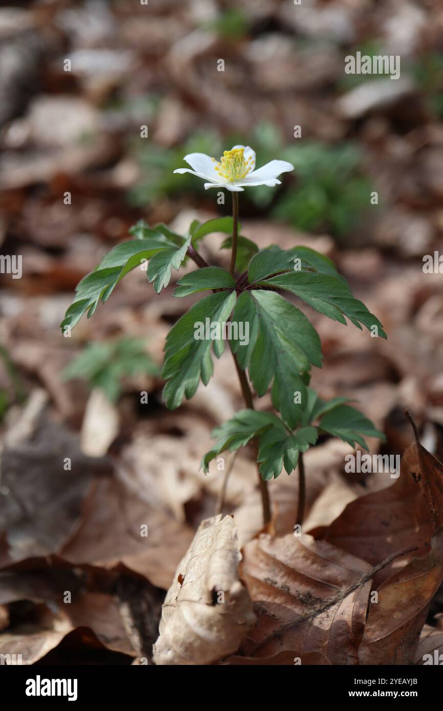 wood anemone (Anemonoides nemorosa Stock Photo - Alamy