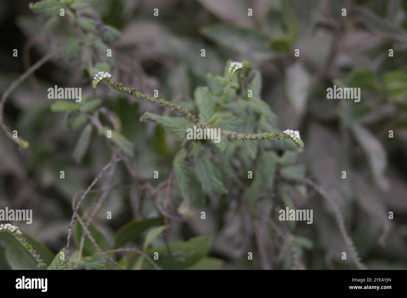 Heliotropium angiospermum hi-res stock photography and images - Alamy