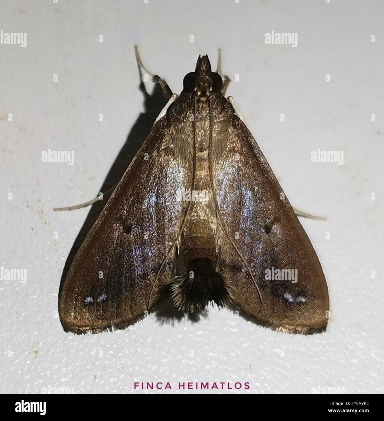 Pearl Moths (Spilomelinae Stock Photo - Alamy