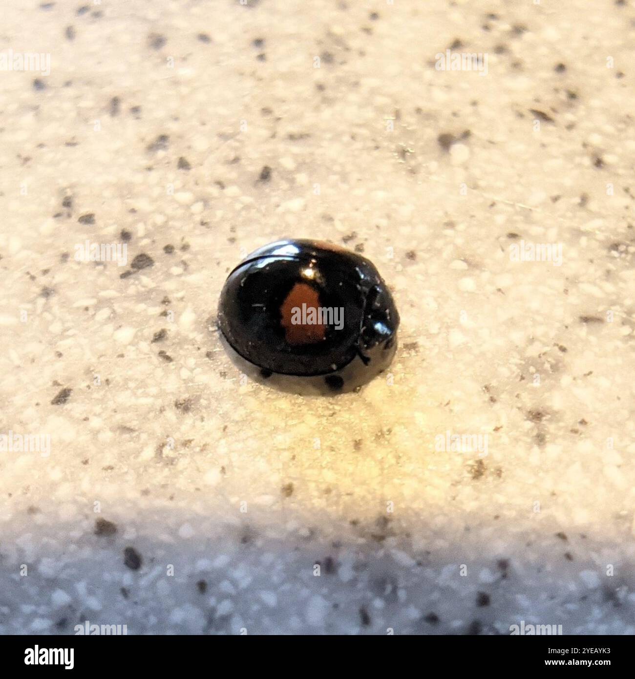 Ashy gray lady beetle, hi-res stock photography and images - Alamy