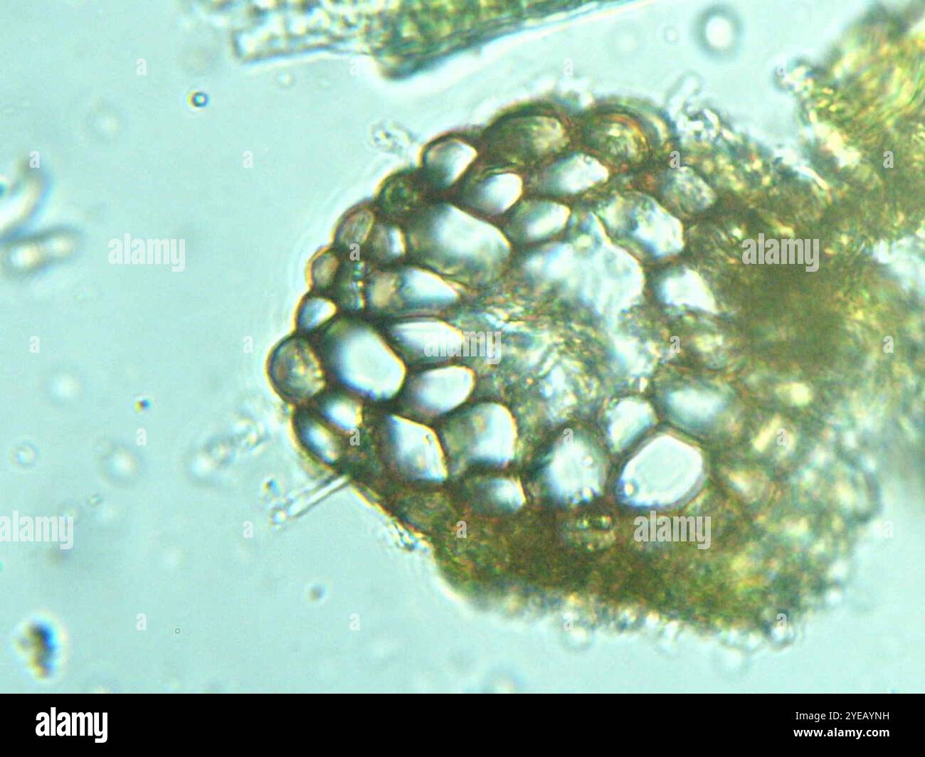 Ditrichum hi-res stock photography and images - Alamy