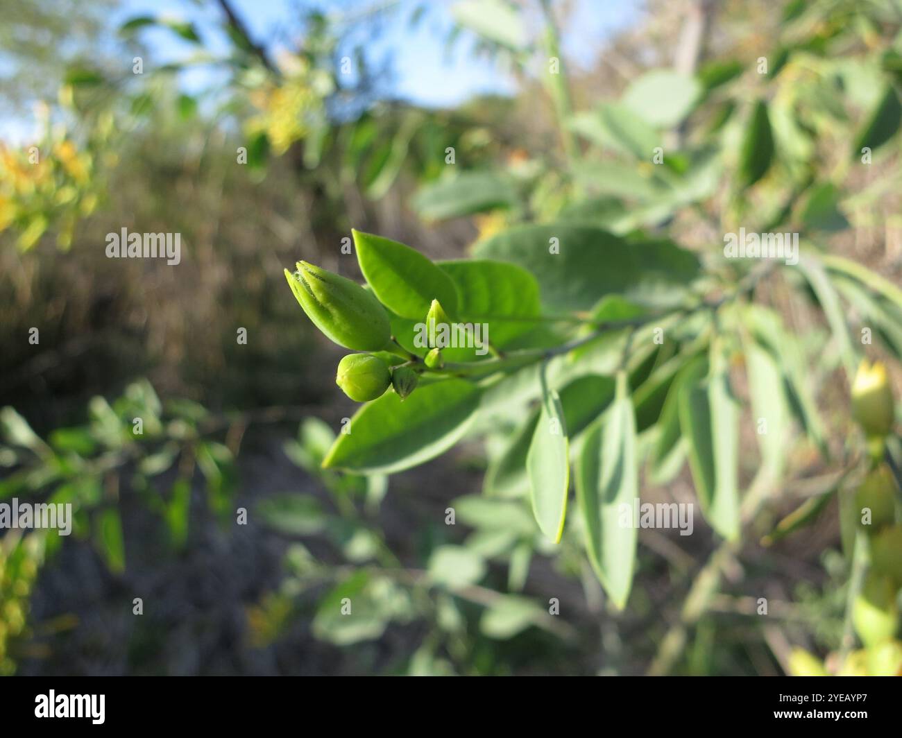 tree tobacco (Nicotiana glauca Stock Photo - Alamy