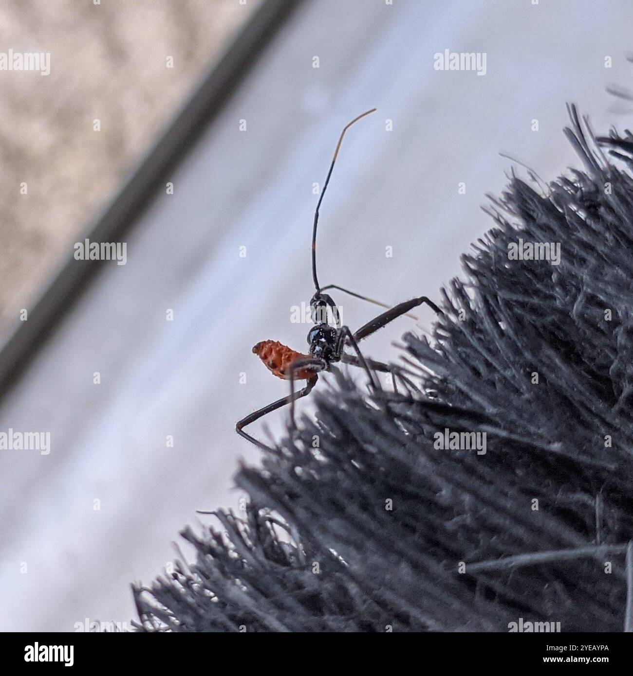 North American Wheel Bug (Arilus cristatus Stock Photo - Alamy