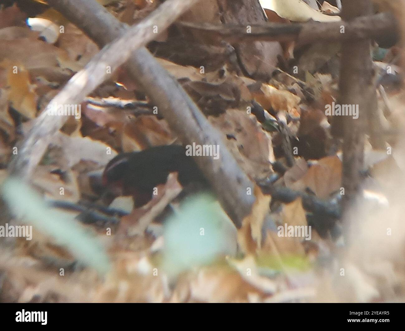 Thrush tanager hi-res stock photography and images - Alamy
