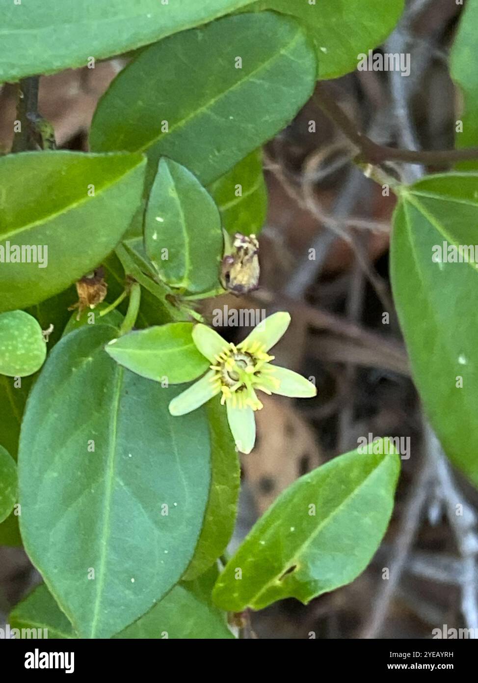 Passiflora suberosa hi-res stock photography and images - Alamy