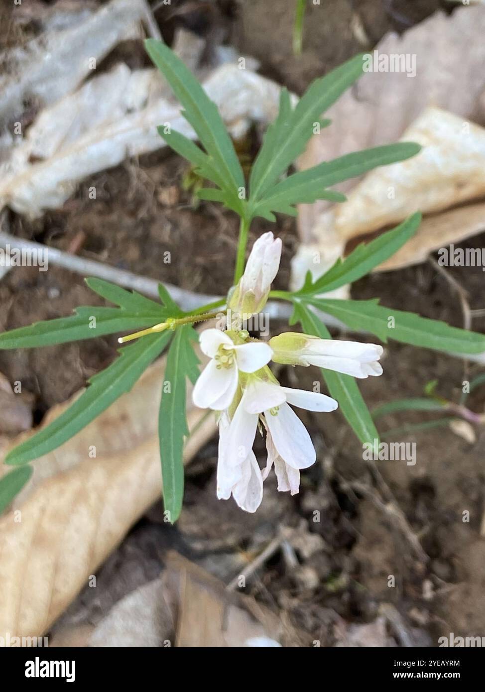 cut-leaved toothwort (Cardamine concatenata Stock Photo - Alamy