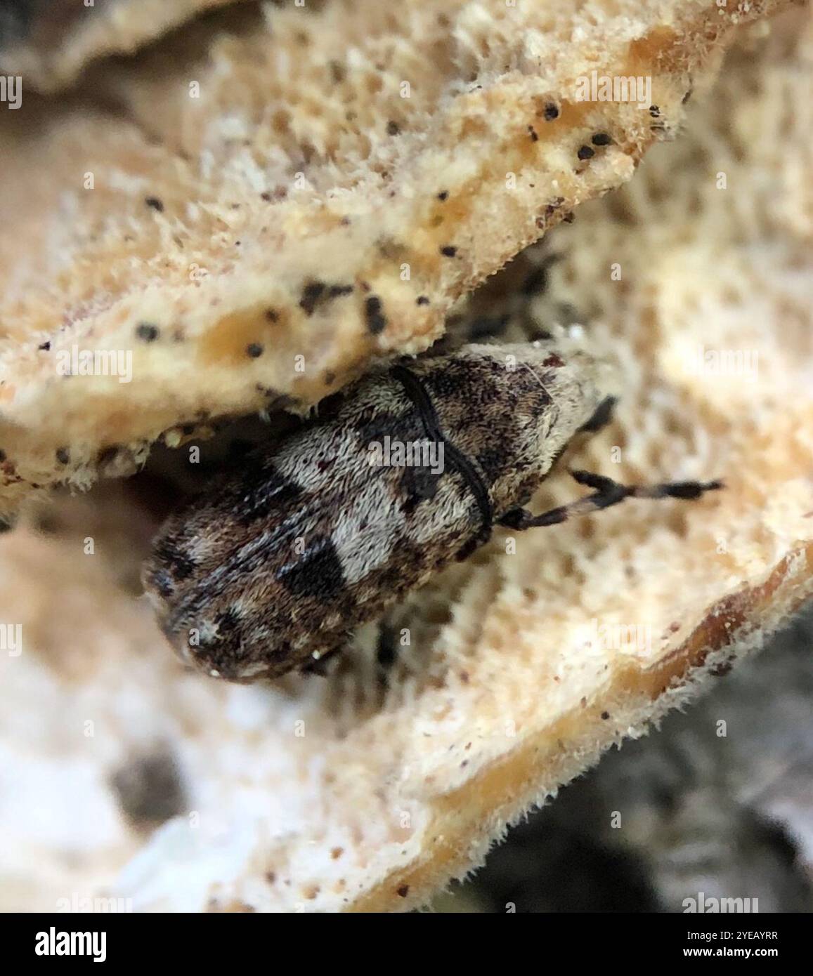 Marbled Fungus Weevil (Euparius marmoreus Stock Photo - Alamy