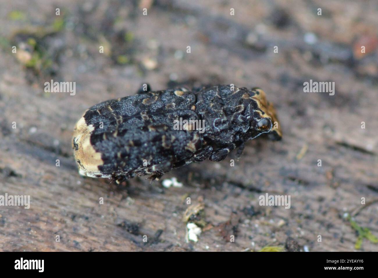 Resin Weevil (Platyrhinus resinosus Stock Photo - Alamy