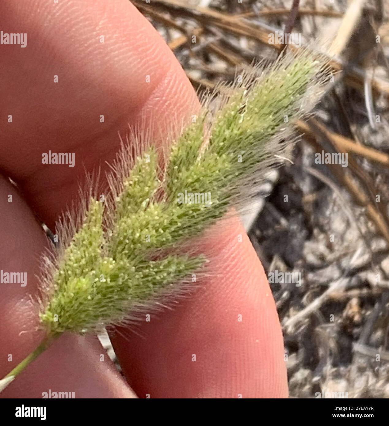 Polypogon monspeliensis hi-res stock photography and images - Alamy