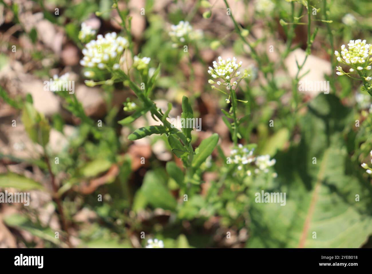 garlic penny-cress (Mummenhoffia alliacea Stock Photo - Alamy