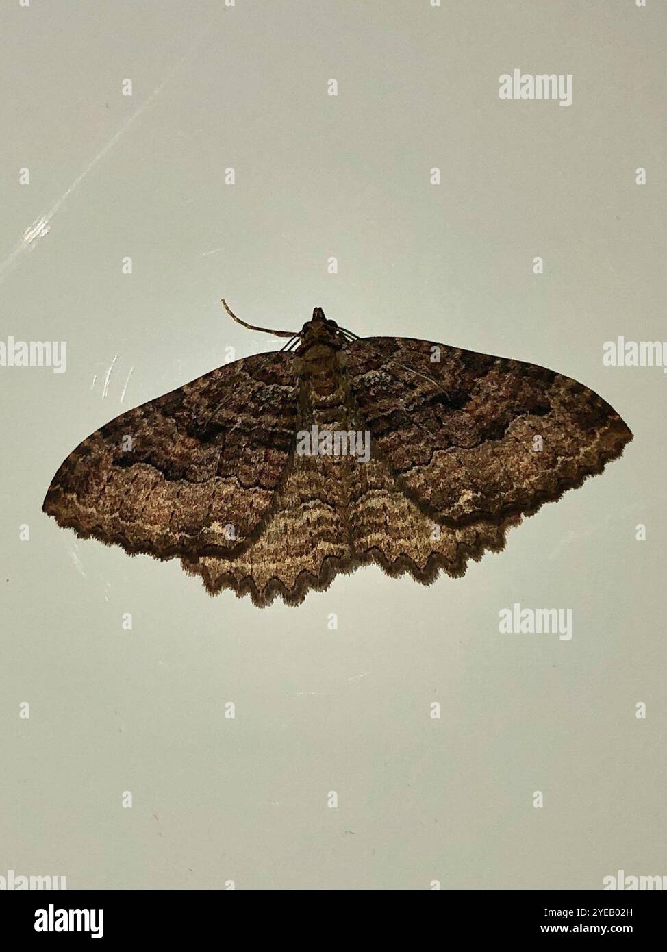 Tissue Moth (Triphosa haesitata Stock Photo - Alamy