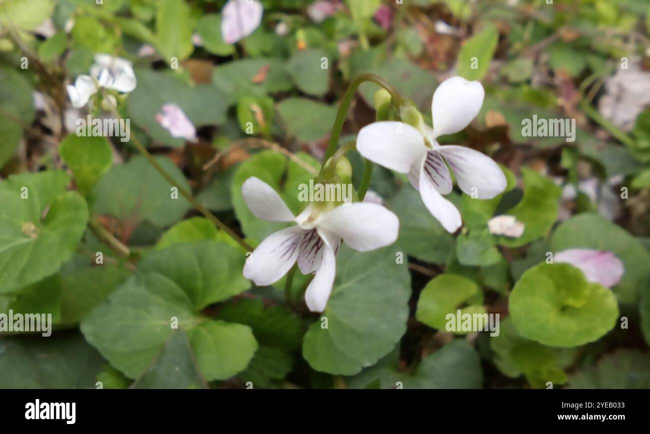 Viola arcuata hi-res stock photography and images - Alamy