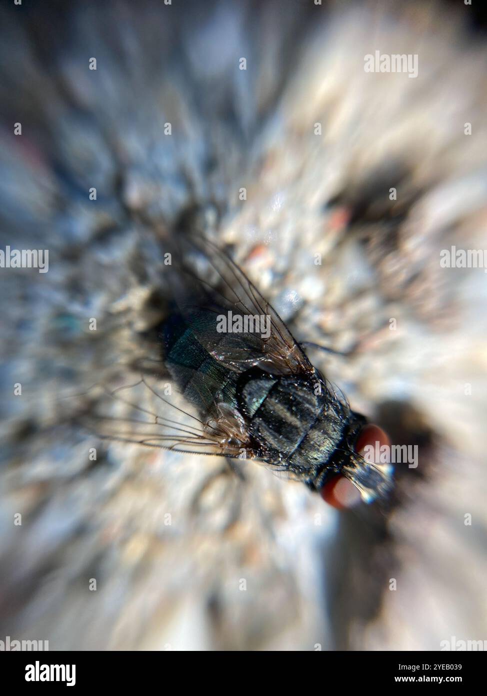 Protocalliphora hi-res stock photography and images - Alamy