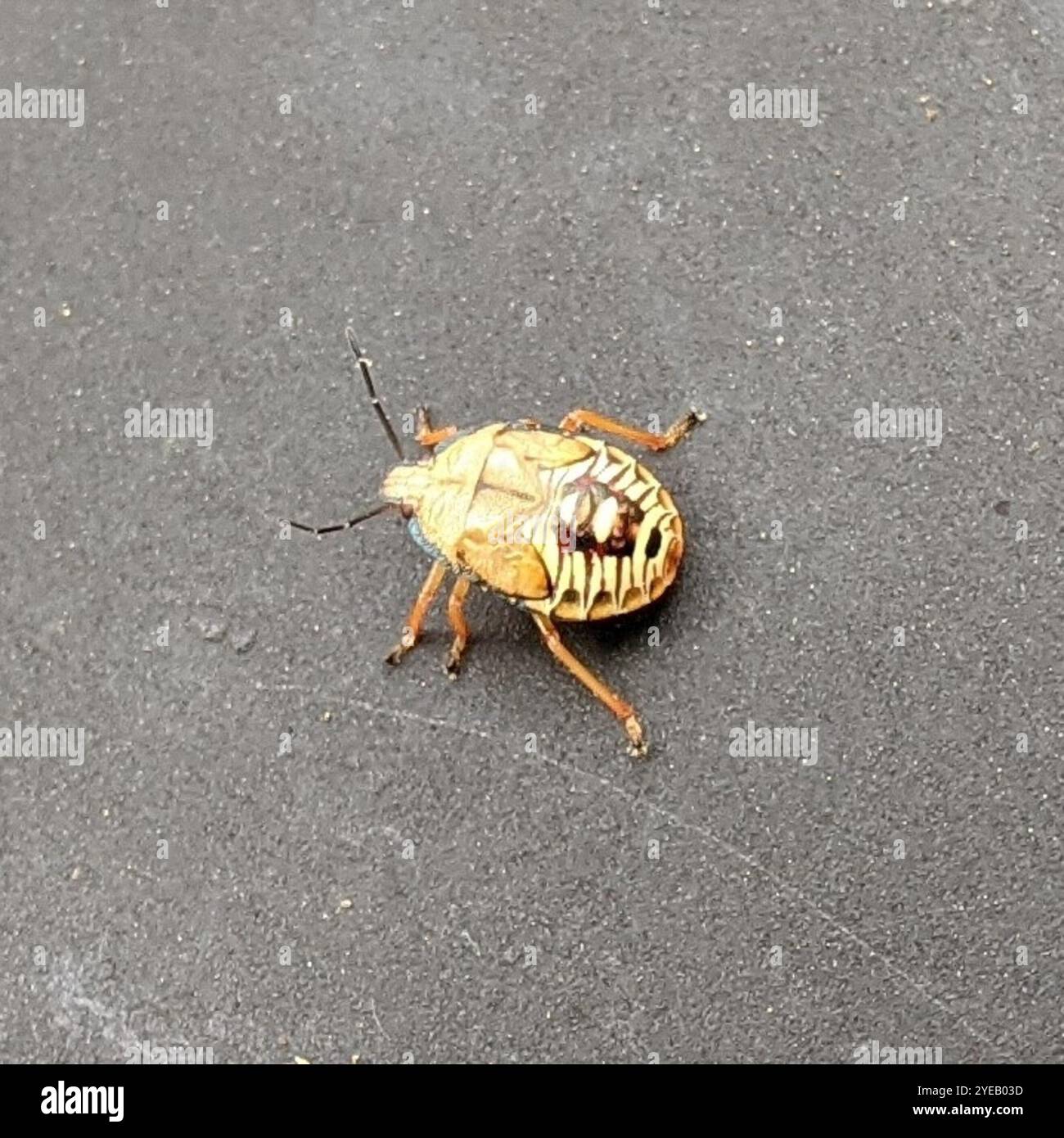Podisus maculiventris hi-res stock photography and images - Alamy