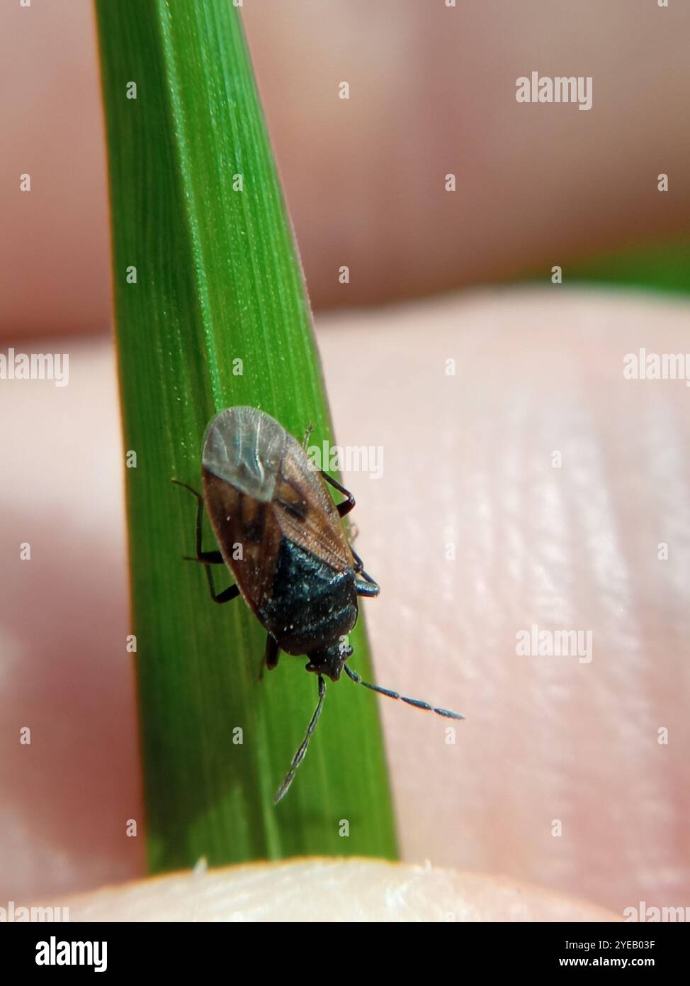 Drymus sylvaticus hi-res stock photography and images - Alamy