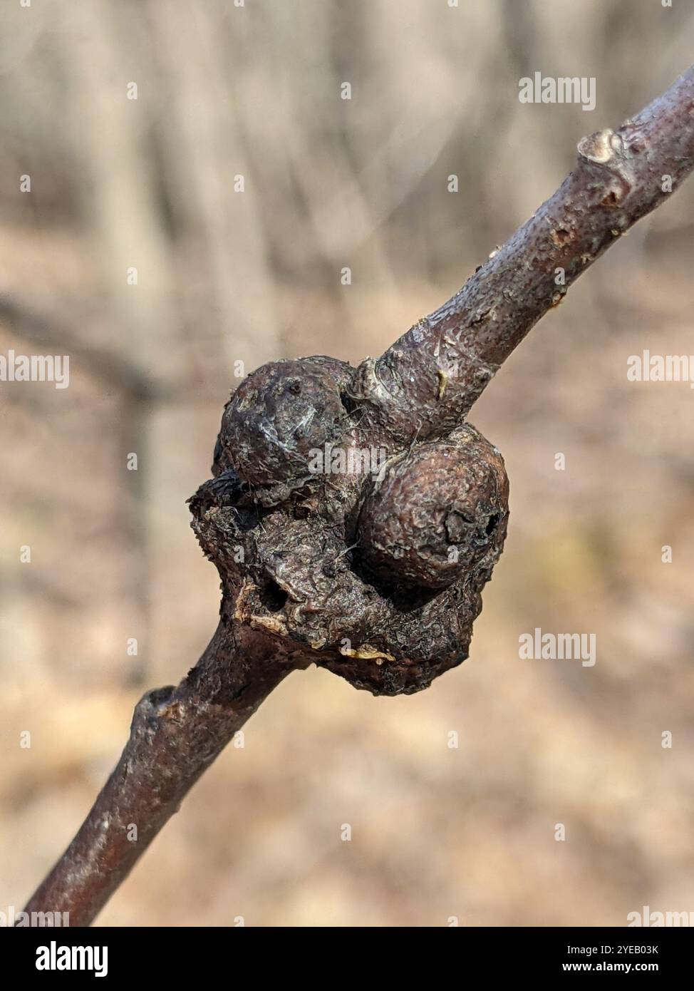 Horned Oak Gall Wasp (Callirhytis quercuscornigera Stock Photo - Alamy