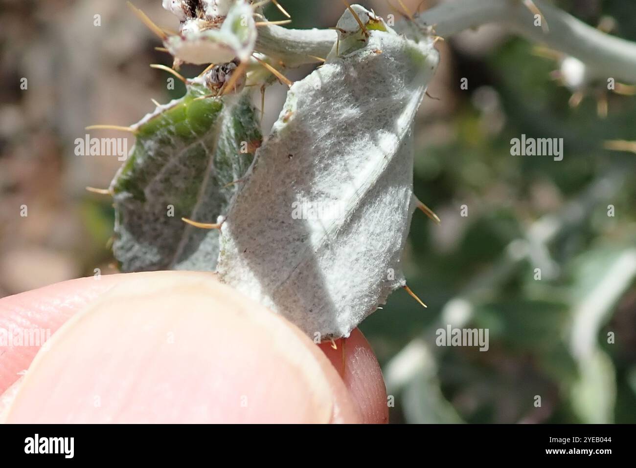Grey African Thistle (Berkheya fruticosa Stock Photo - Alamy