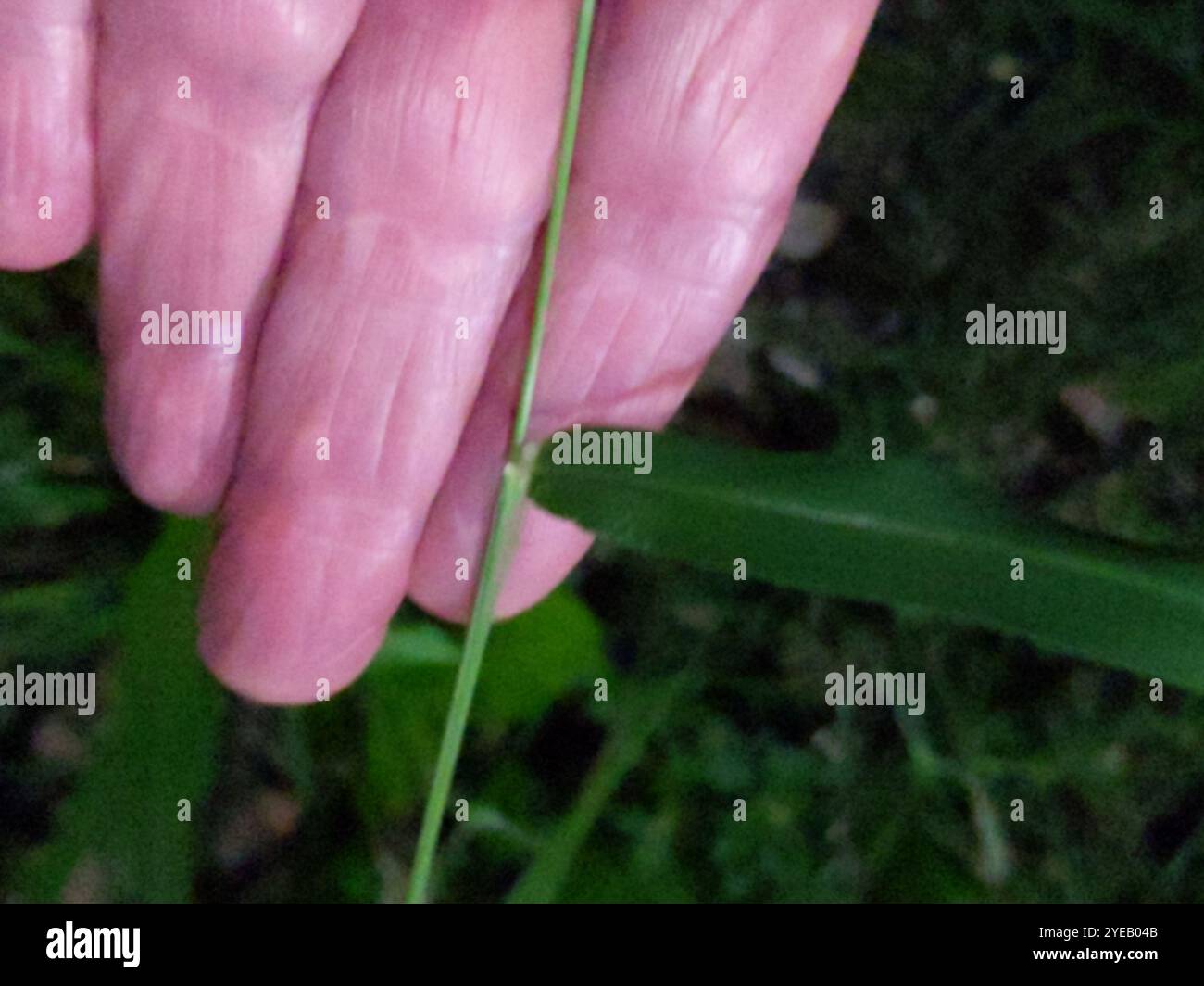 guinea grass (Megathyrsus maximus Stock Photo - Alamy