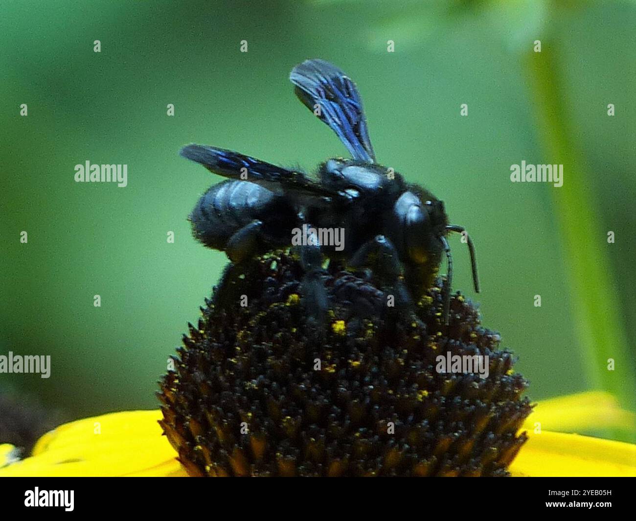 Carpenter-mimic Leafcutter Bee (Megachile xylocopoides Stock Photo - Alamy