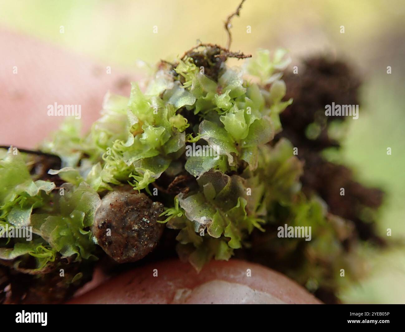 Long-bristled Frillwort (Fossombronia longiseta Stock Photo - Alamy
