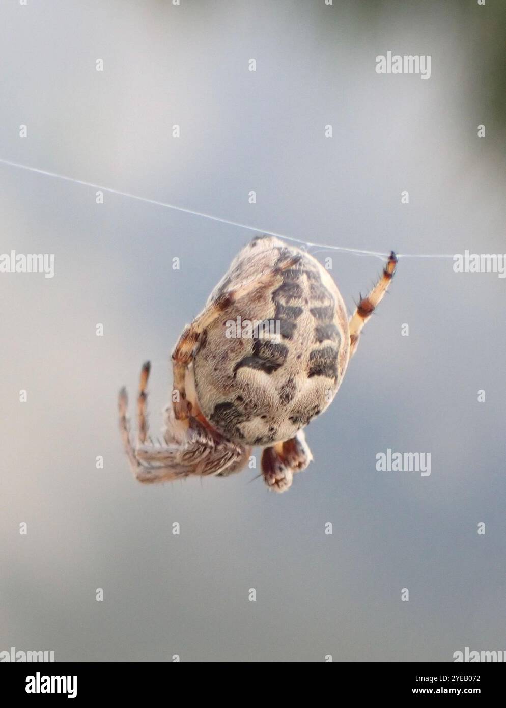 Furrow Orbweaver (Larinioides cornutus Stock Photo - Alamy