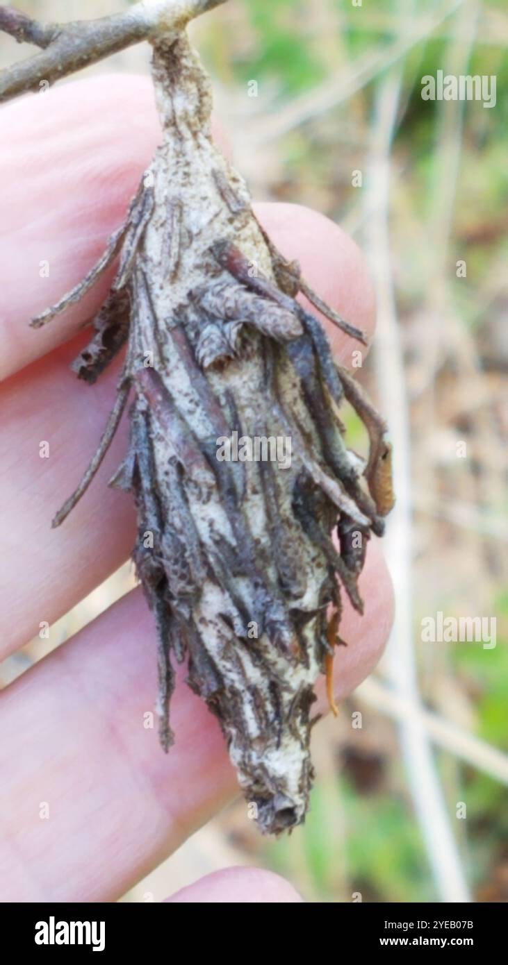 Bagworm Moths (Psychidae Stock Photo - Alamy