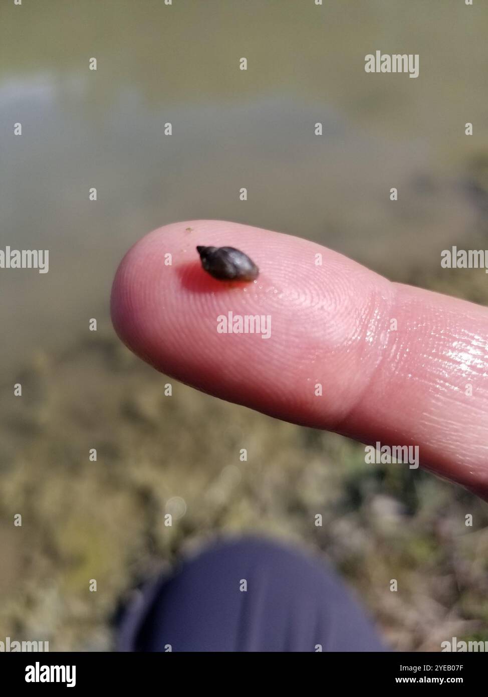 Bladder snail hi-res stock photography and images - Alamy