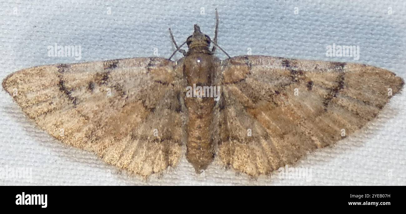 Geometer Moths (Geometridae Stock Photo - Alamy
